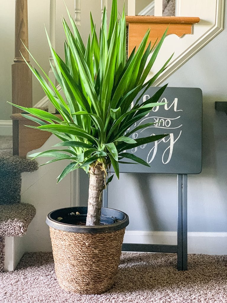 DIY Basket Weave Planter | How To Save Money By Making Your Own