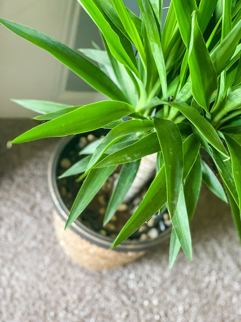 DIY Basket Weave Planter | How To Save Money By Making Your Own